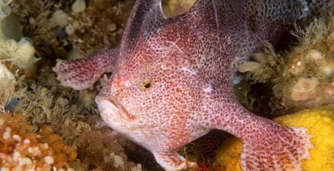 നടക്കാന്‍ കഴിയുന്ന അപൂര്‍വ ഇനം ഹാന്‍ഡ് ഫിഷിനെ 22 വര്‍ഷത്തിനുശേഷം ...