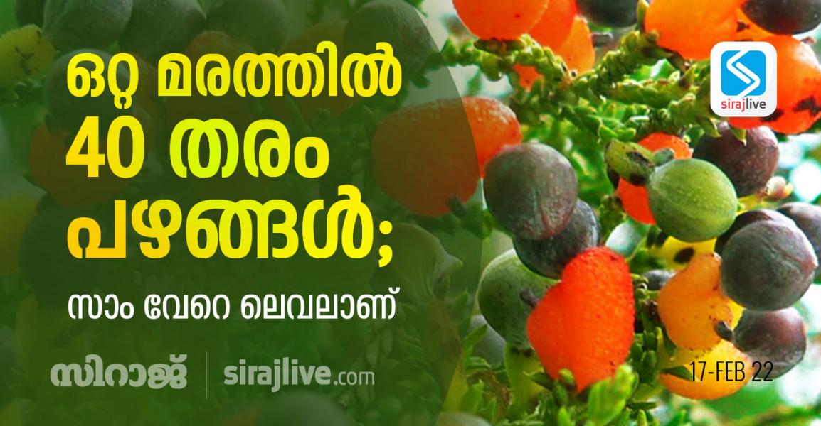 ഒറ്റ മരത്തില്‍ 40 വ്യത്യസ്തതരം പഴങ്ങള്‍; സാം വേറെ ലെവലാണ് | Sirajlive.com