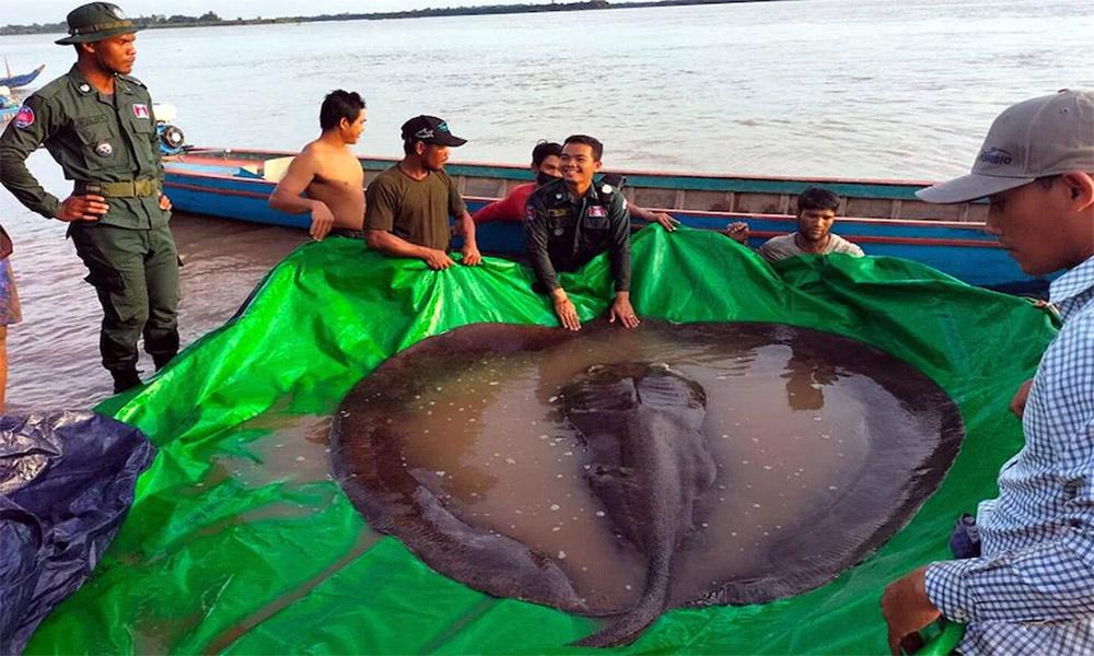 ഭീമന്‍ തിരണ്ടി; ലോകത്തിലെ ഏറ്റവും വലിയ ശുദ്ധജല മത്സ്യം കംബോഡിയയില് ...
