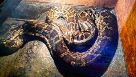 ബാറിന് മുന്നില്‍ മദ്യലഹരിയില്‍ പെരുമ്പാമ്പിനെ തോളിലിട്ട് അഭ്യാസം ...